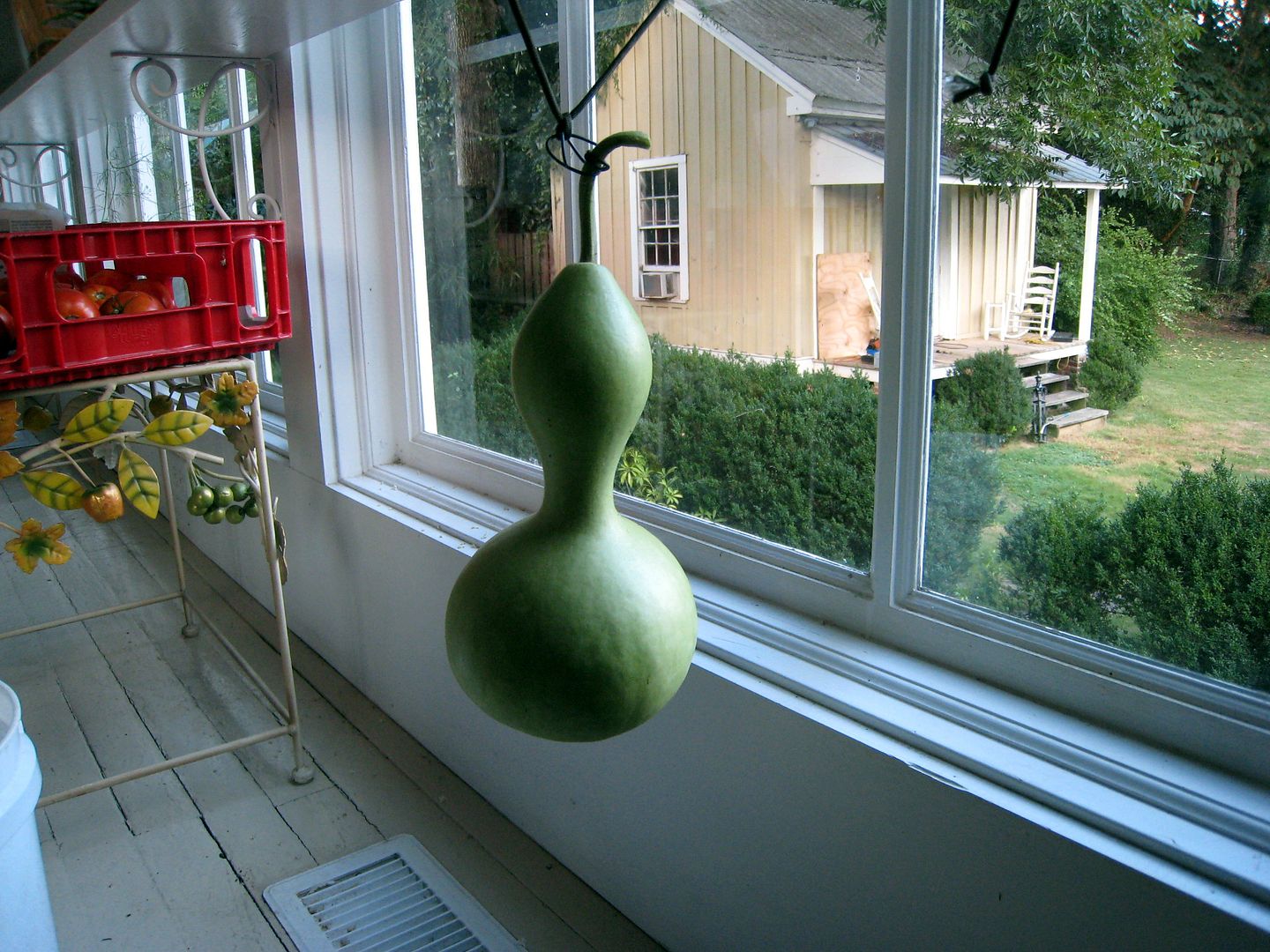 Inside Gourd and Gourd Insides | Behind cohutt's fence