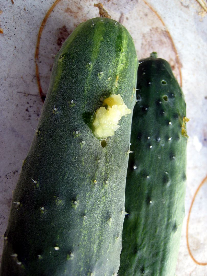 Pickleworms | Behind cohutt's fence