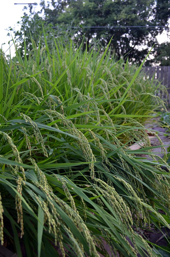 Plump Rice | Behind cohutt's fence