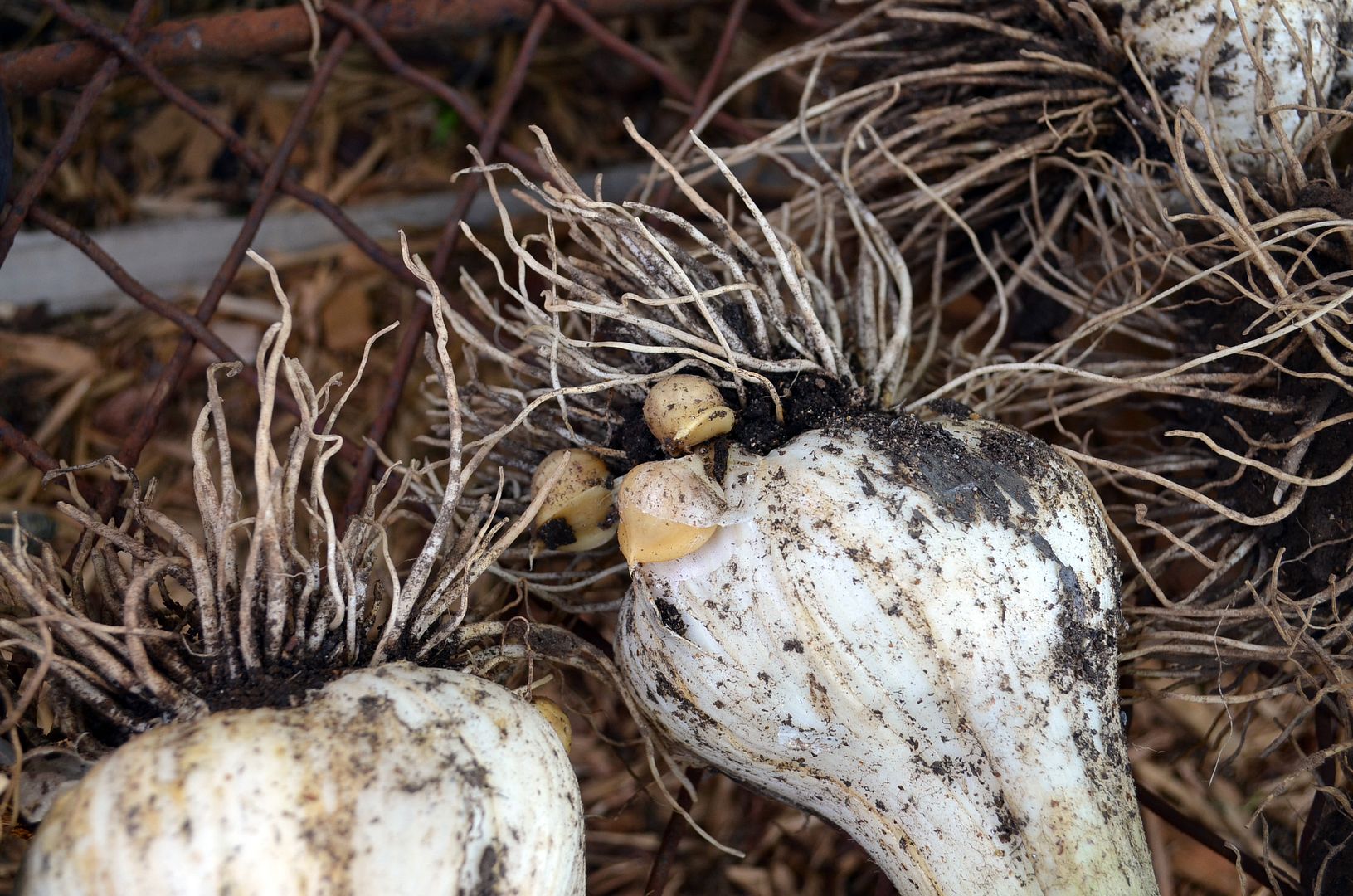 Learning About This Elephant Garlic Stuff….. | Behind cohutt's fence
