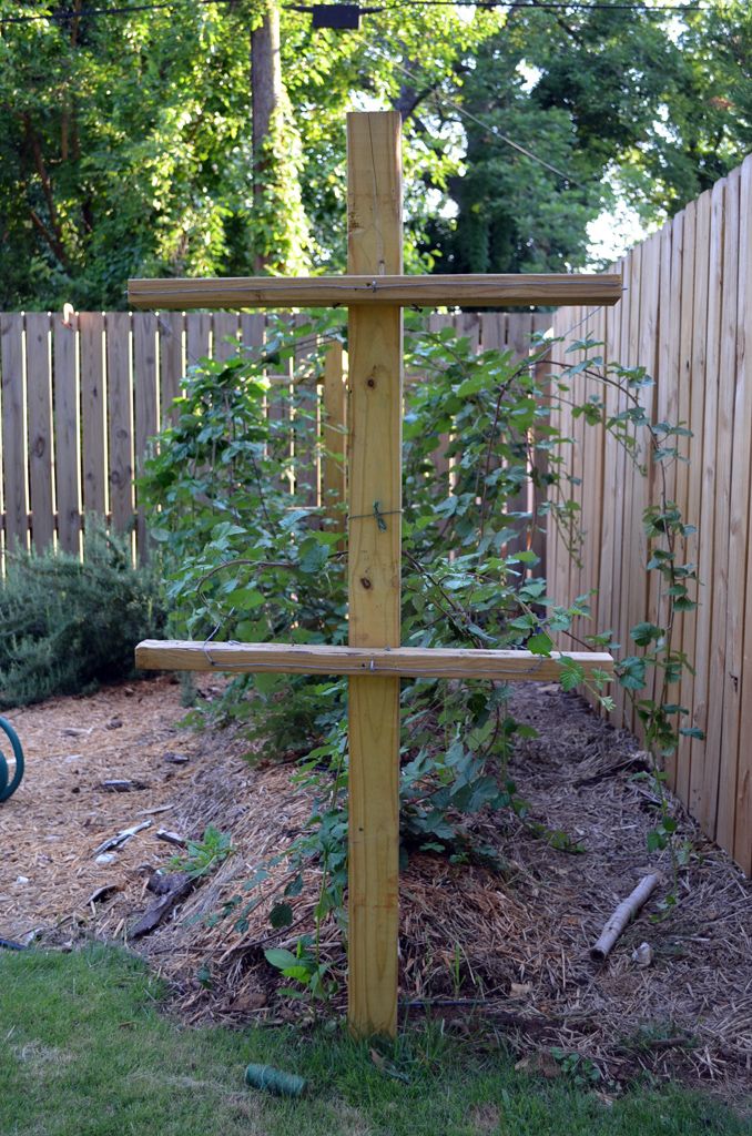 Clueless Raspberries | Behind cohutt's fence