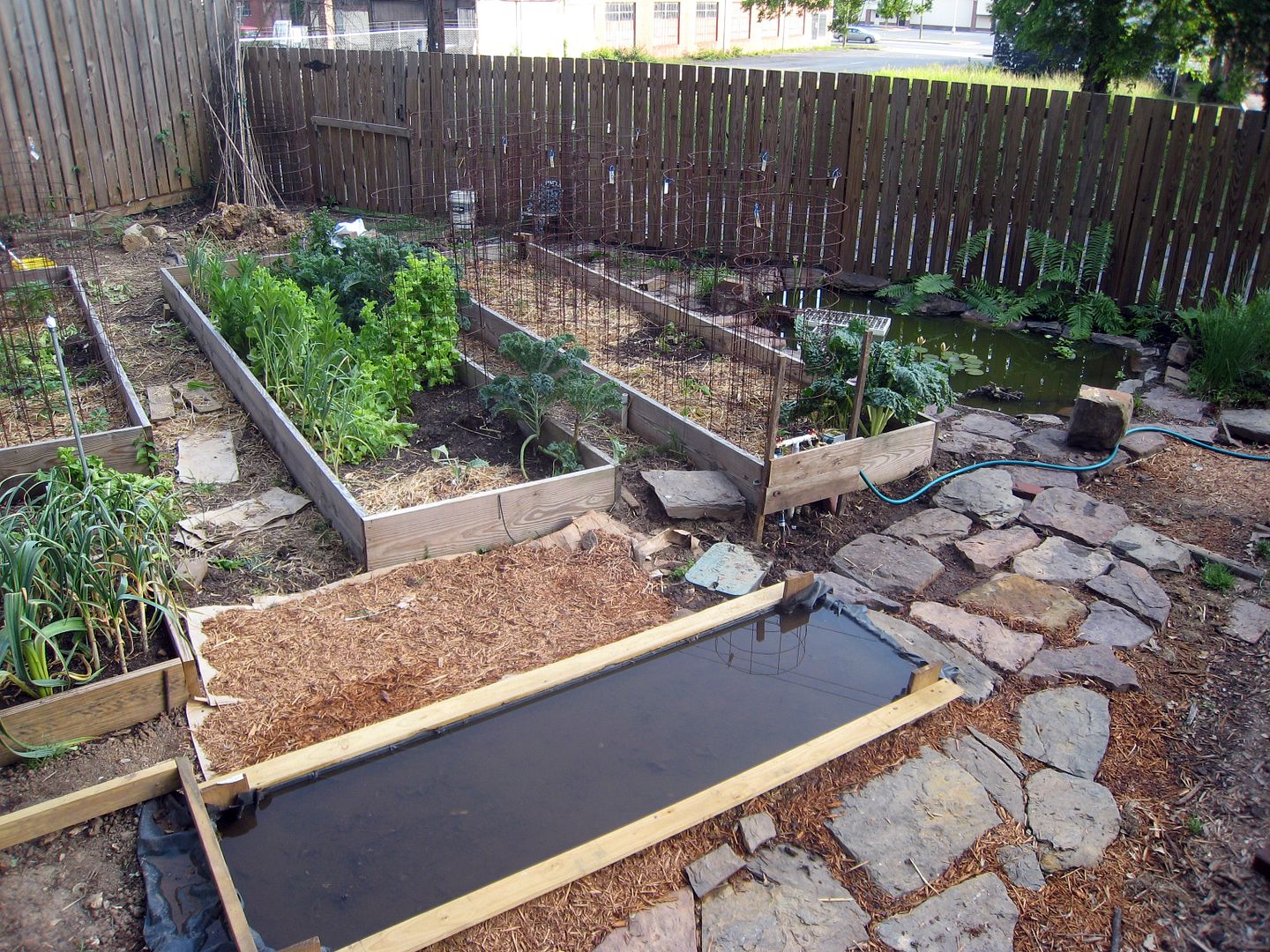 Rice? | Behind cohutt's fence