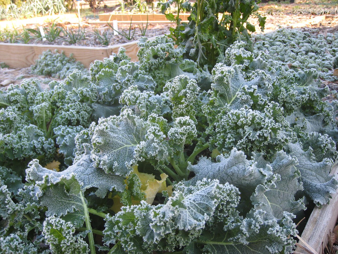 How to enjoy Kale? | Behind cohutt's fence