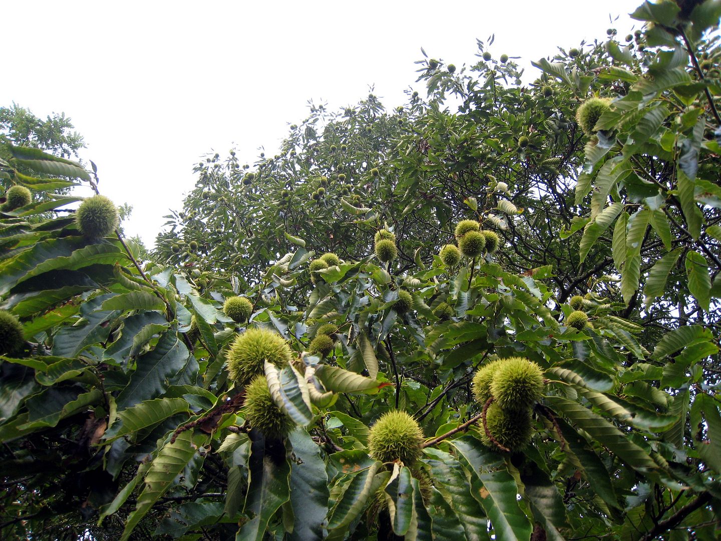 Chestnut Weevil Horror | Behind cohutt's fence