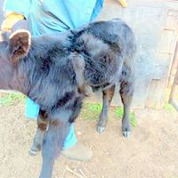 Developmental Duplications DD - Formerly Polymelia by Dr. Laurence ...