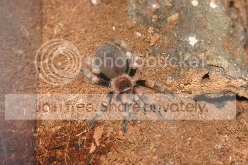 A few versicolor and b smithi pics. | Arachnoboards